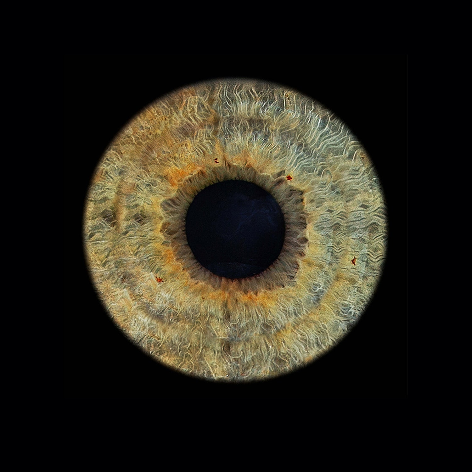 Iris Effects – The Iris Photographer